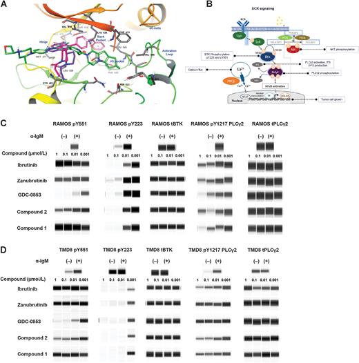 Bruton's Tyrosine Kinase Inhibitors with Distinct Binding Modes Reveal ...