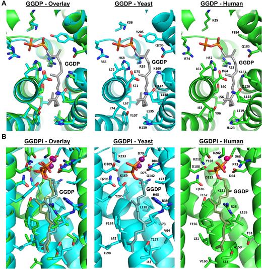 Structural Insight into Geranylgeranyl Diphosphate Synthase (GGDPS) for ...