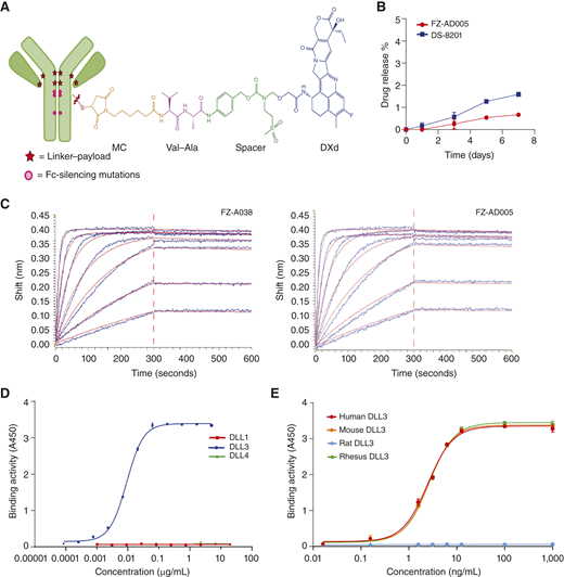 FZ-AD005, a Novel DLL3-Targeted Antibody–Drug Conjugate with ...