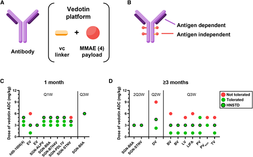 The Vedotin Antibody–Drug Conjugate Payload Drives Platform-Based ...