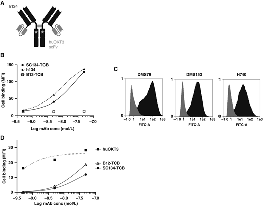 SC134-TCB Targeting Fucosyl-GM1, a T Cell–Engaging Antibody with Potent ...