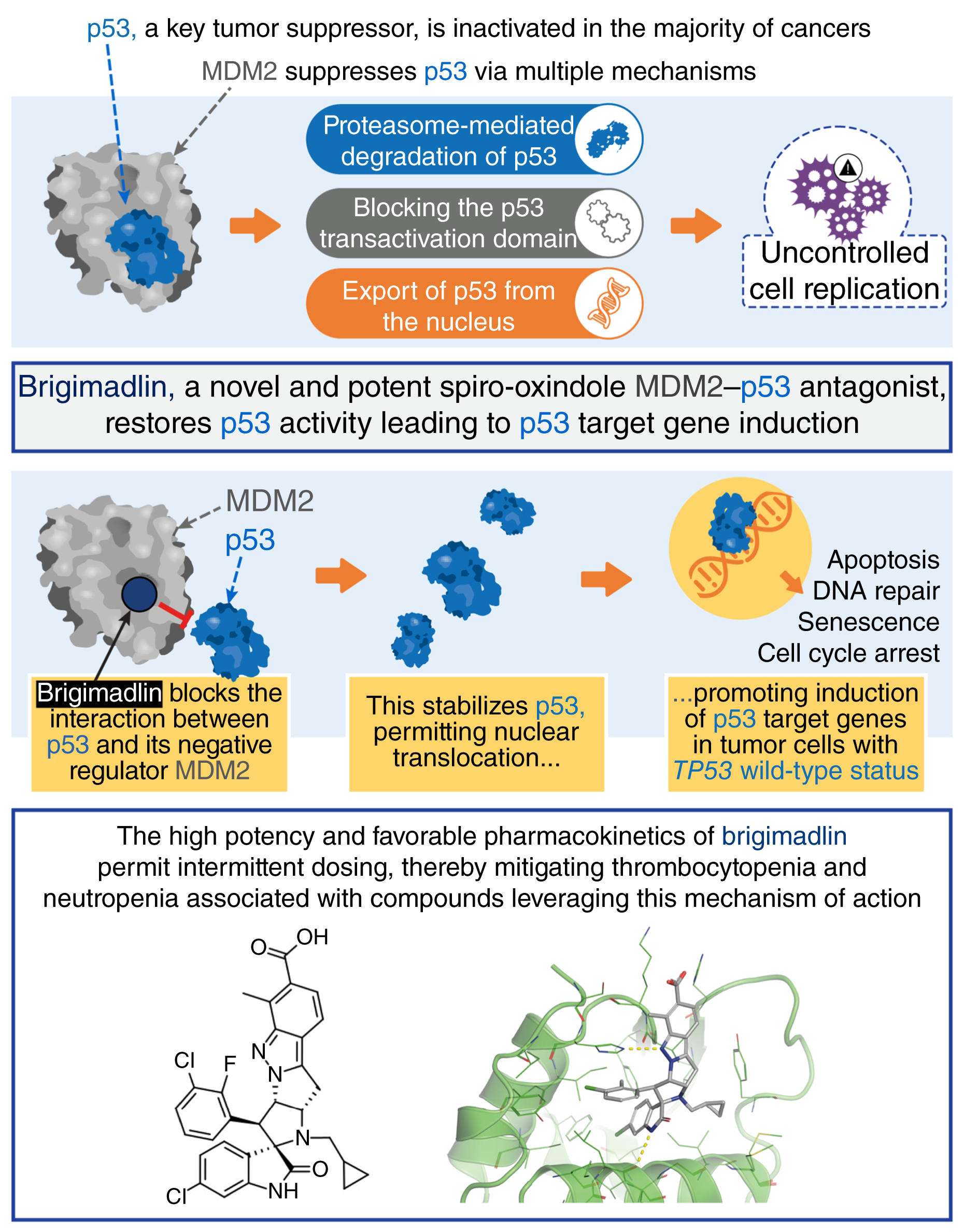 Discovery and Characterization of Brigimadlin, a Novel and Highly ...