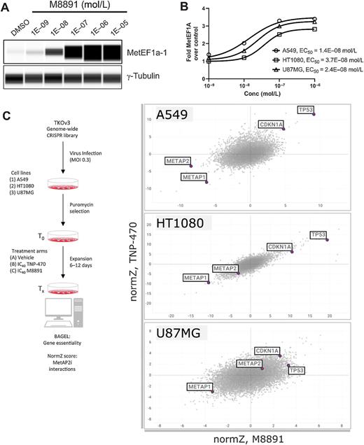 Novel Methionine Aminopeptidase 2 Inhibitor M8891 Synergizes with VEGF ...