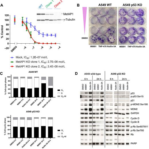 Novel Methionine Aminopeptidase 2 Inhibitor M8891 Synergizes with VEGF ...