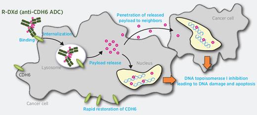 Raludotatug Deruxtecan, a CDH6-Targeting Antibody–Drug Conjugate with a DNA Topoisomerase I ...