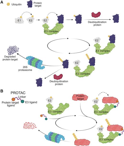 PROTACs: Current and Future Potential as a Precision Medicine Strategy ...