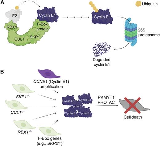 PROTACs: Current and Future Potential as a Precision Medicine Strategy ...