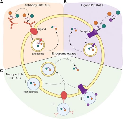PROTACs: Current and Future Potential as a Precision Medicine Strategy ...
