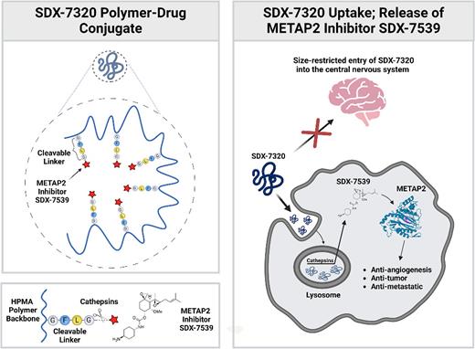 Pharmacological Characterization of SDX-7320/Evexomostat: A Novel ...