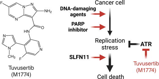 The Novel ATR Inhibitor Tuvusertib (M1774) Induces Replication Protein ...