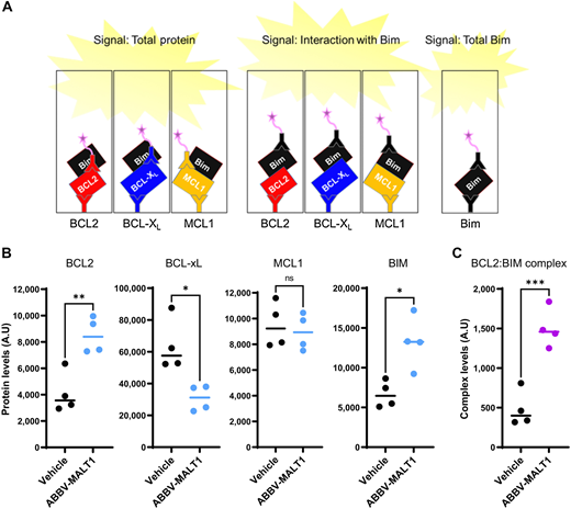 Inhibition of MALT1 and BCL2 Induces Synergistic Antitumor Activity in ...