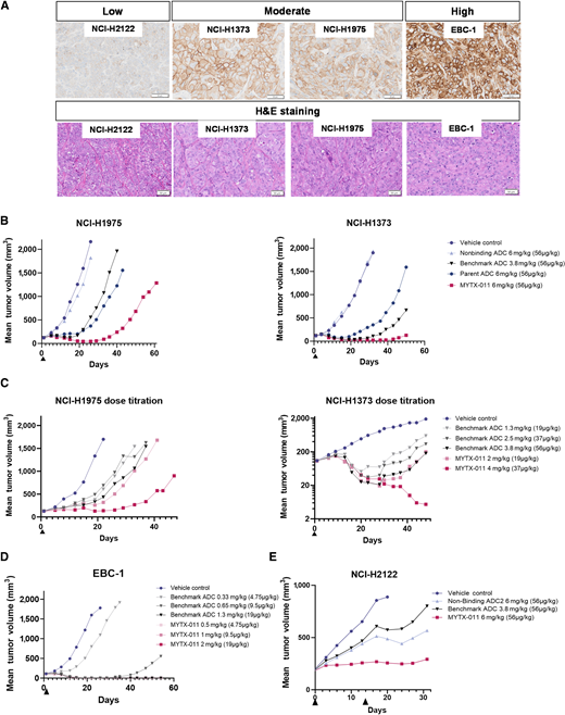 MYTX-011: A pH-Dependent Anti–c-MET Antibody–Drug Conjugate Designed ...