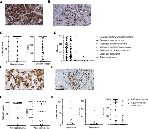 TUB-040, a Homogeneous and Hydrophilic NaPi2b-Targeting ADC with Stably ...