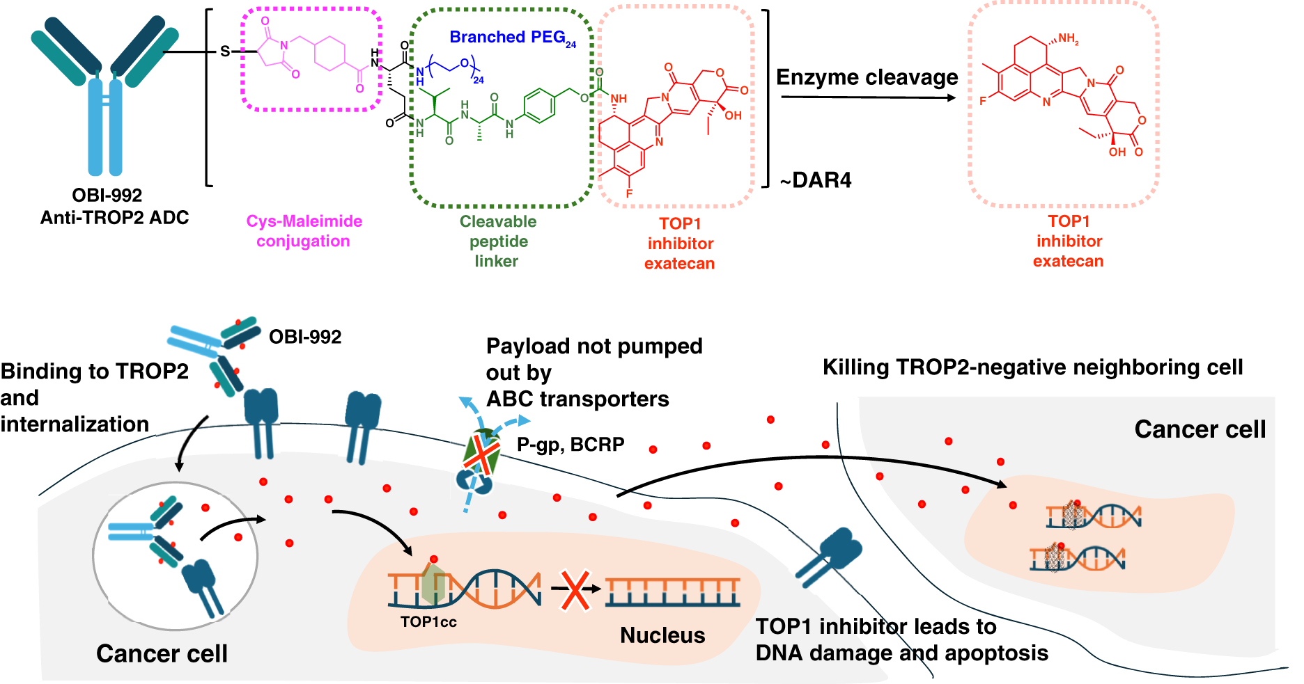 Obi 992 A Novel Trop2 Targeted Antibody Drug Conjugate Demonstrates