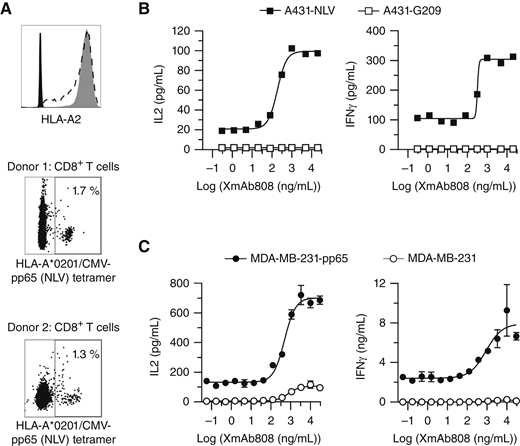 A B7-H3–Targeted CD28 Bispecific Antibody Enhances the Activity of Anti ...