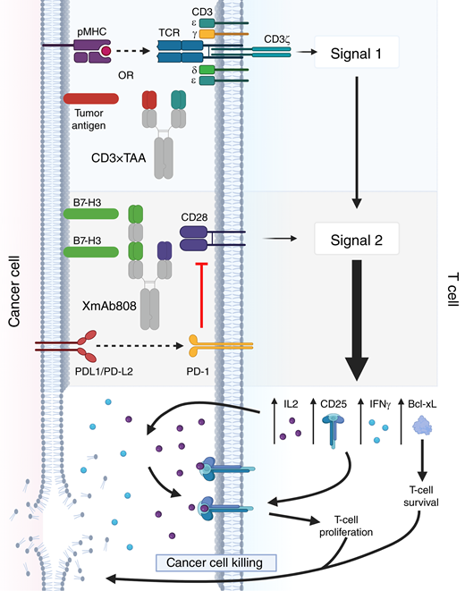 A B7-H3–Targeted CD28 Bispecific Antibody Enhances the Activity of Anti ...