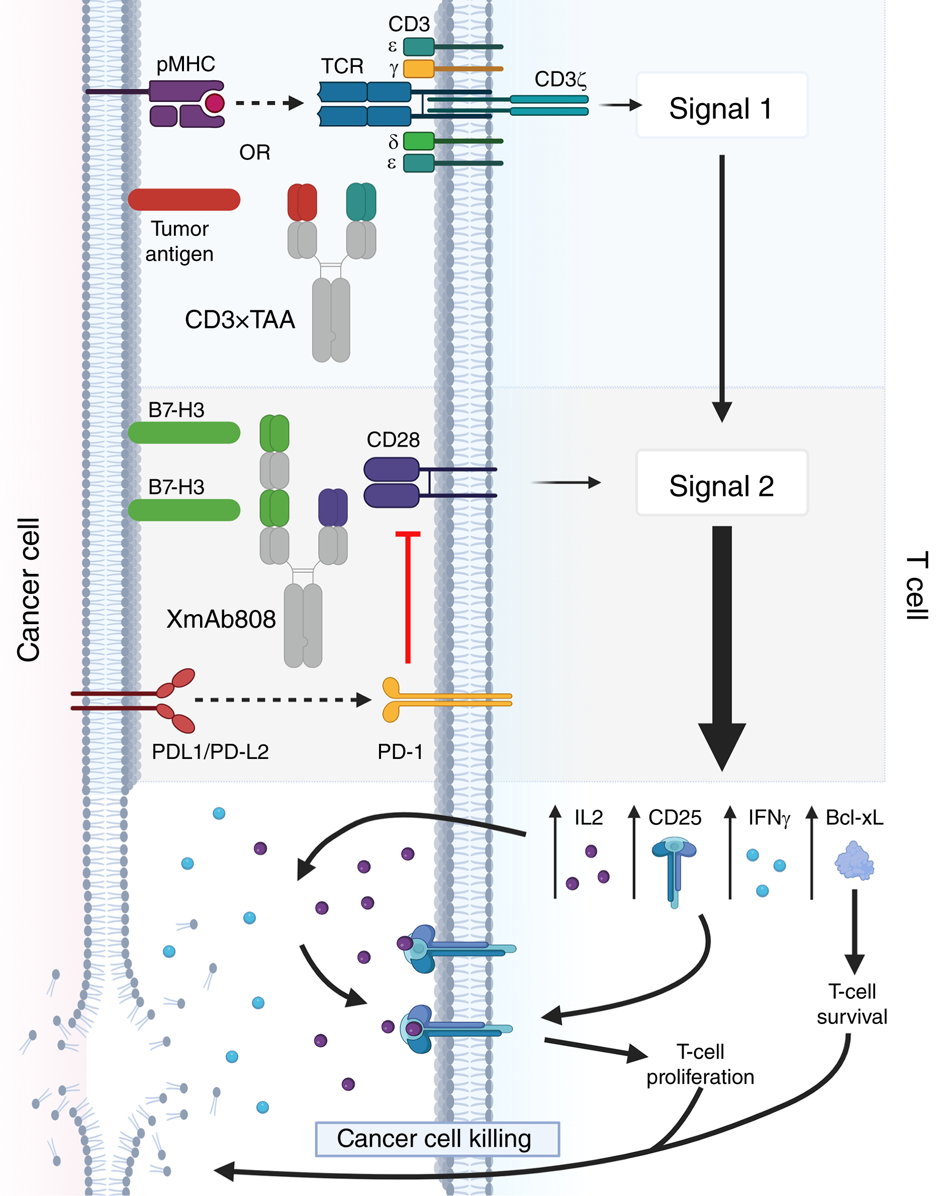 A B7-H3–Targeted CD28 Bispecific Antibody Enhances the Activity of Anti ...