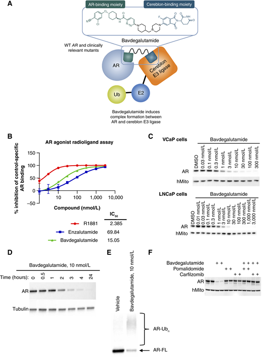 Preclinical Evaluation of Bavdegalutamide (ARV-110), a Novel ...