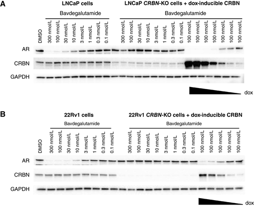 Preclinical Evaluation of Bavdegalutamide (ARV-110), a Novel ...