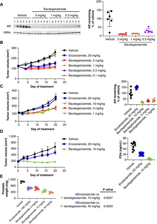 Preclinical Evaluation of Bavdegalutamide (ARV-110), a Novel ...
