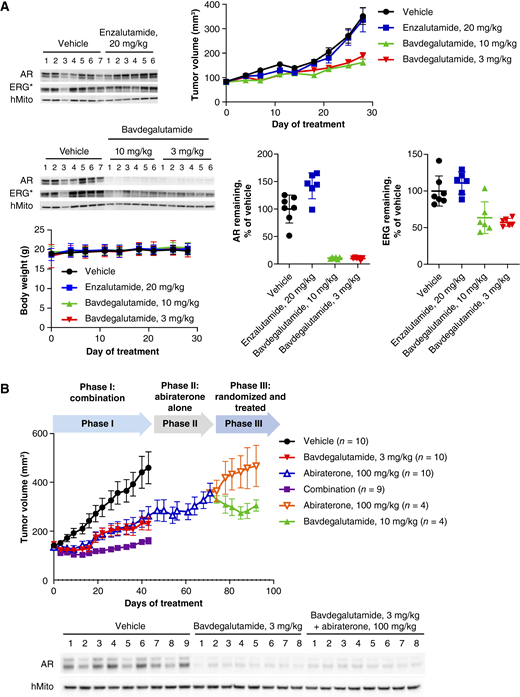 Preclinical Evaluation of Bavdegalutamide (ARV-110), a Novel ...