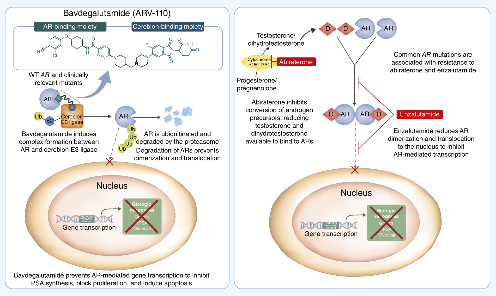 Preclinical Evaluation of Bavdegalutamide (ARV-110), a Novel ...