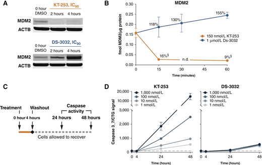 KT-253, a Novel MDM2 Degrader and p53 Stabilizer, Has Superior Potency ...