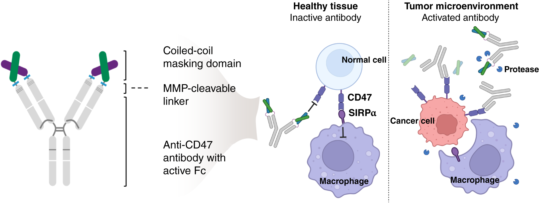 Preclinical Development of SGN-CD47M: Protease-Activated Antibody ...