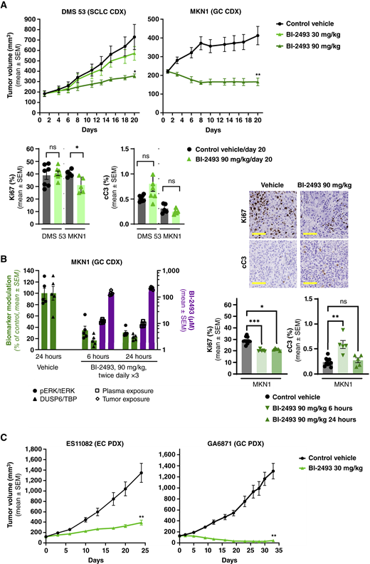 Pan-KRAS Inhibitors BI-2493 and BI-2865 Display Potent Antitumor ...