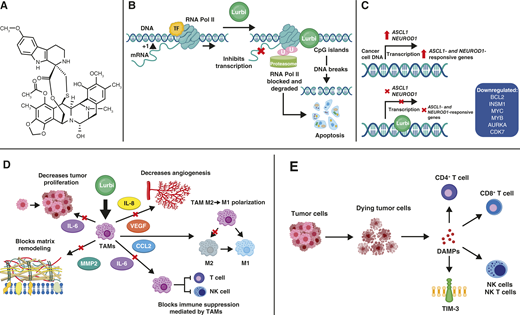 Unveiling the Mechanism of Lurbinectedin’s Action and Its Potential in ...