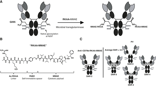 Broadening the Therapeutic Window of ADCs Using Site-Specific ...