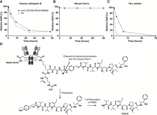 Broadening the Therapeutic Window of ADCs Using Site-Specific ...