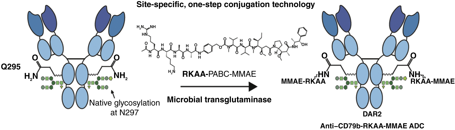 Broadening the Therapeutic Window of ADCs Using Site-Specific ...