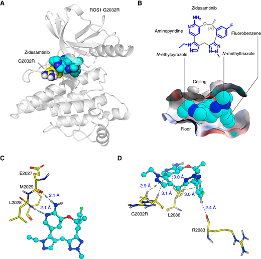 Zidesamtinib Selective Targeting of Diverse ROS1 Drug-Resistant ...