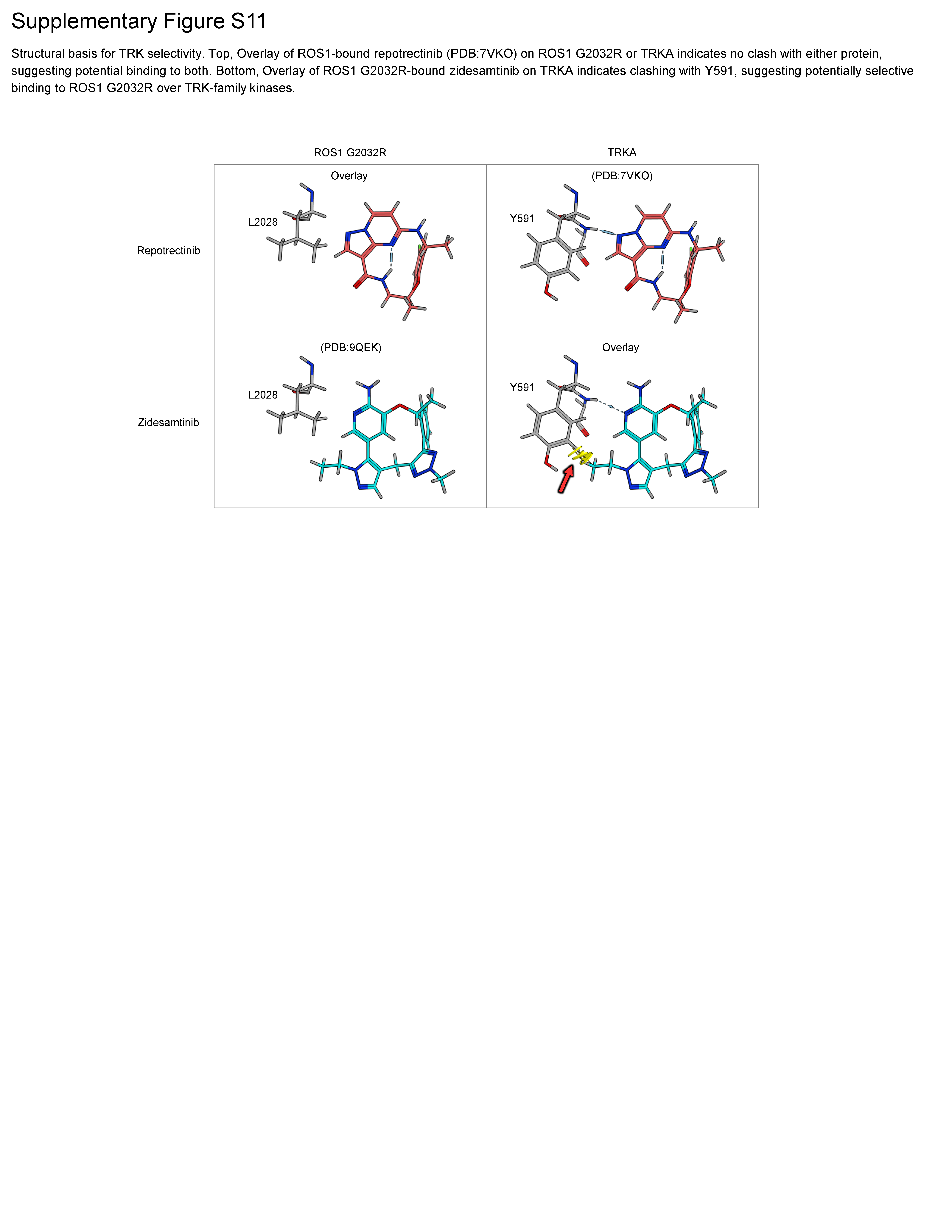 Zidesamtinib Selective Targeting of Diverse ROS1 Drug-Resistant ...