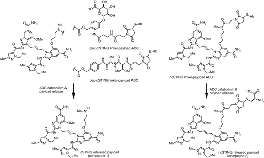 Targeted Delivery of a Potent STING Agonist Payload via an Antibody ...
