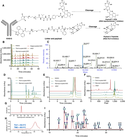 A Novel Dual-Payload ADC Platform Integrating Exatecan and Triptolide ...