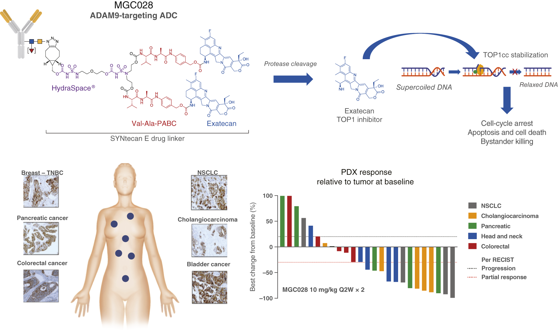 Preclinical Development of MGC028, an ADAM9-Targeted, Glycan-Linked ...