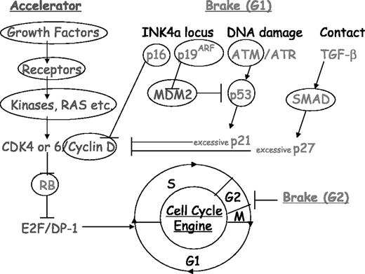 G2 checkpoint abrogators as anticancer drugs | Molecular Cancer ...