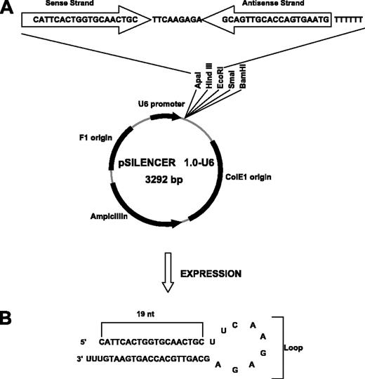 Small interfering RNA urokinase silencing inhibits invasion and ...