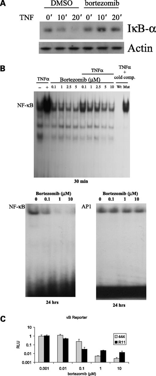 Maximal apoptosis of renal cell carcinoma by the proteasome inhibitor ...