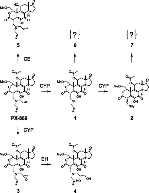 Molecular pharmacology and antitumor activity of PX-866, a novel ...