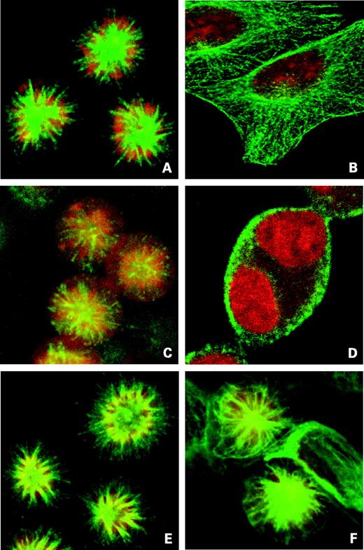 In vitro screening for inhibitors of the human mitotic kinesin Eg5 with ...