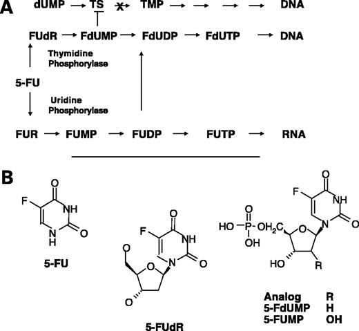 The multidrug resistance protein 5 (ABCC5) confers resistance to 5 ...