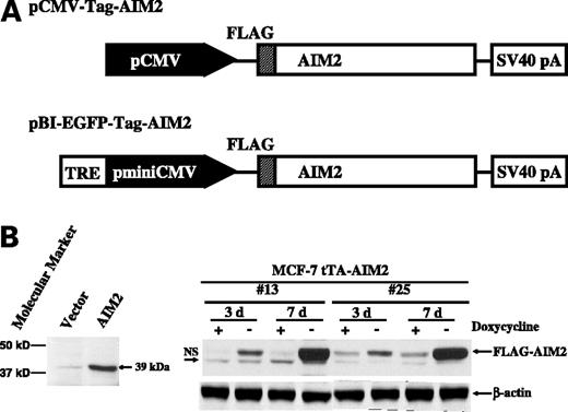 AIM2 suppresses human breast cancer cell proliferation in vitro and ...
