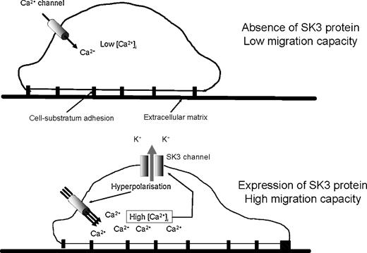 Identification of SK3 channel as a new mediator of breast cancer cell ...