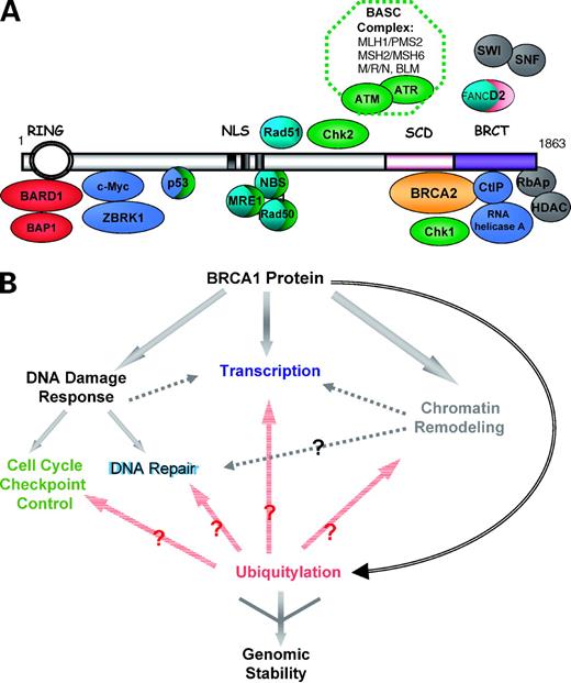 BRCA1 at the crossroad of multiple cellular pathways: approaches for ...