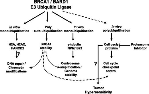 BRCA1 at the crossroad of multiple cellular pathways: approaches for therapeutic interventions ...