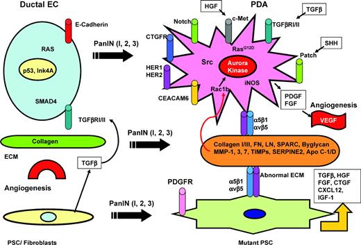 Tumor-stroma interactions in pancreatic ductal adenocarcinoma ...