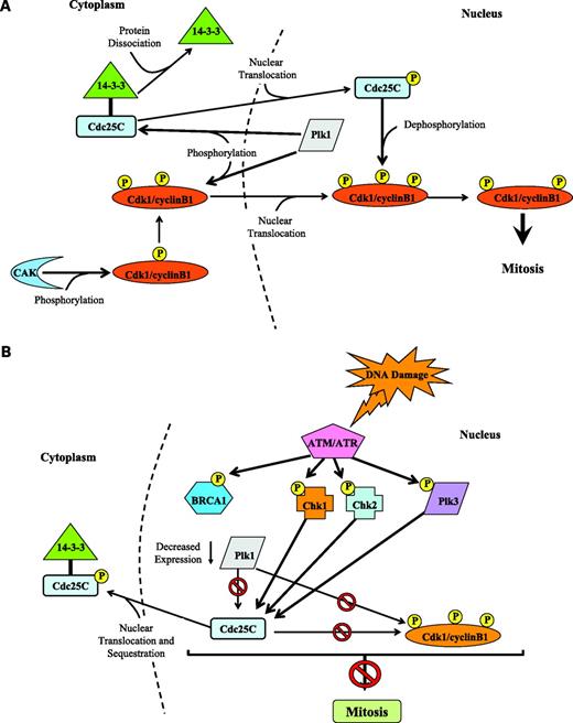 Regulation of mitosis via mitotic kinases: new opportunities for cancer ...